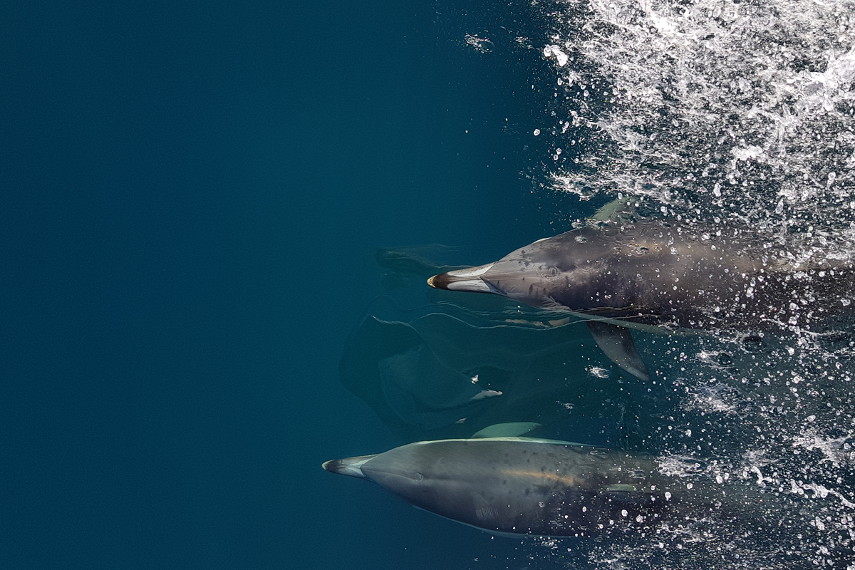 Understanding the impact of tourism operations on Cetaceans in the ... Understanding the impact of tourism operations on Cetaceans in the ...